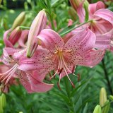 North Star Lily Society - Minnesota Lilies